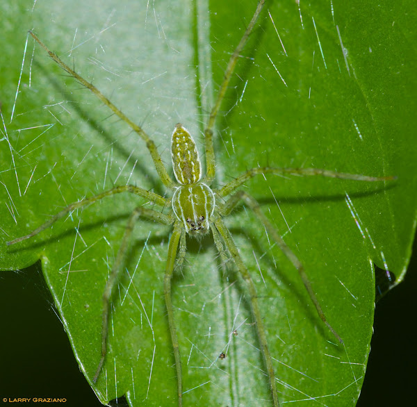 Spider | Project Noah