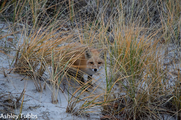 Red Fox | Project Noah