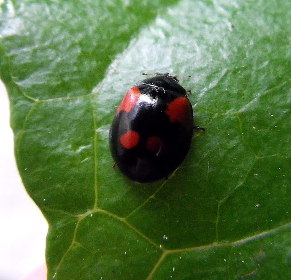 Two-spot ladybird | Project Noah