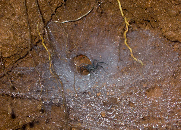 Spider | Project Noah