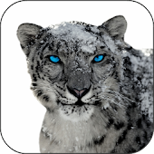 Snow Leopard Simulator - Android Apps on Google Play