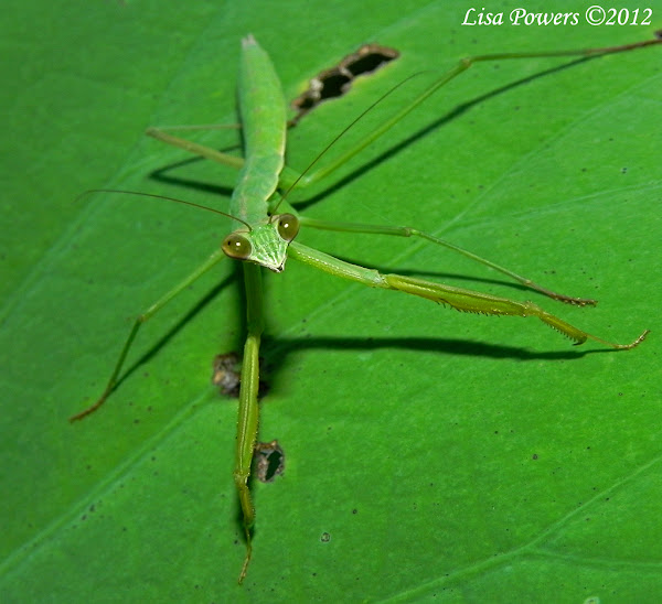 Mantis | Project Noah