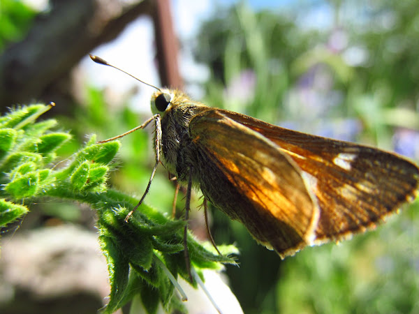 ♀ Sachem | Project Noah