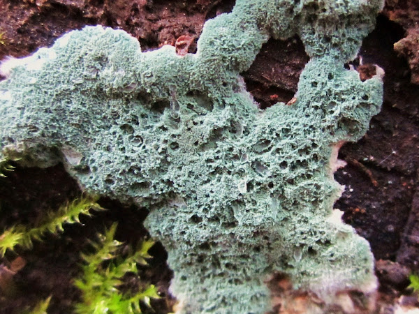 green mold - trichoderma sp ? | Project Noah