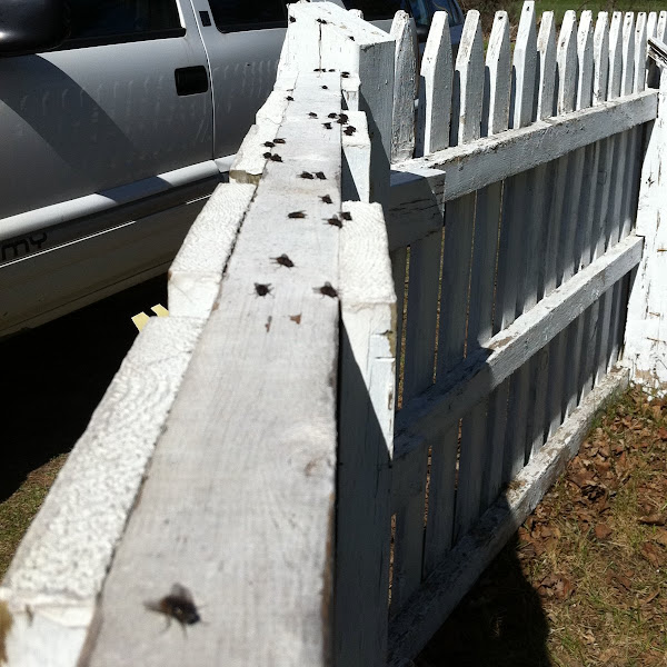 House flies | Project Noah