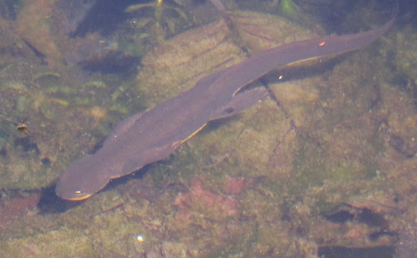 California Newts | Project Noah