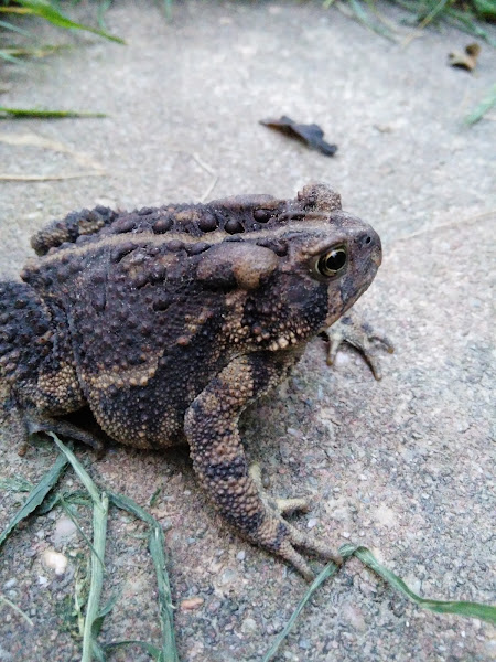 american toad | Project Noah