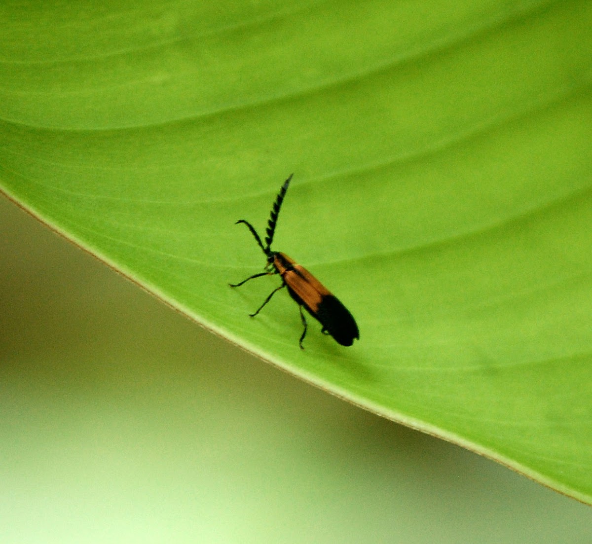 Netwing Beetle | Project Noah