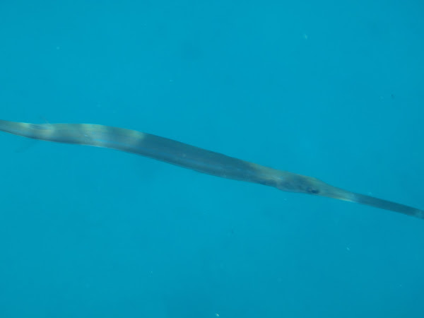 Cornet fish | Project Noah