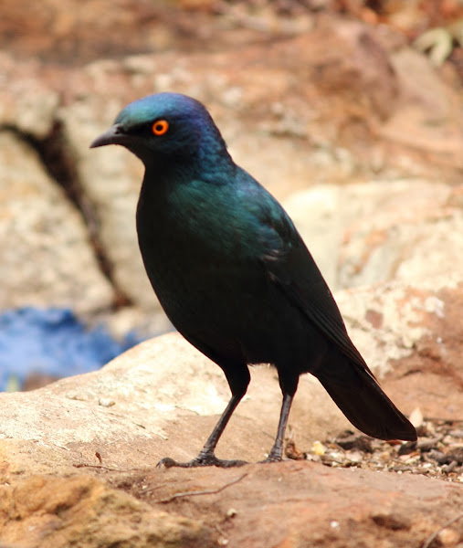 Black-bellied Starling | Project Noah