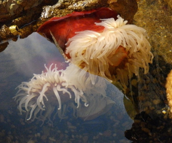 Fish-eating anemone | Project Noah