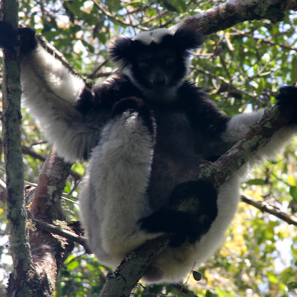 Lemurs of Madagascar | Project Noah