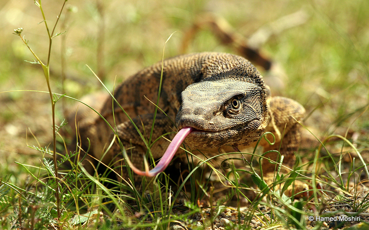 Desert monitor | Project Noah