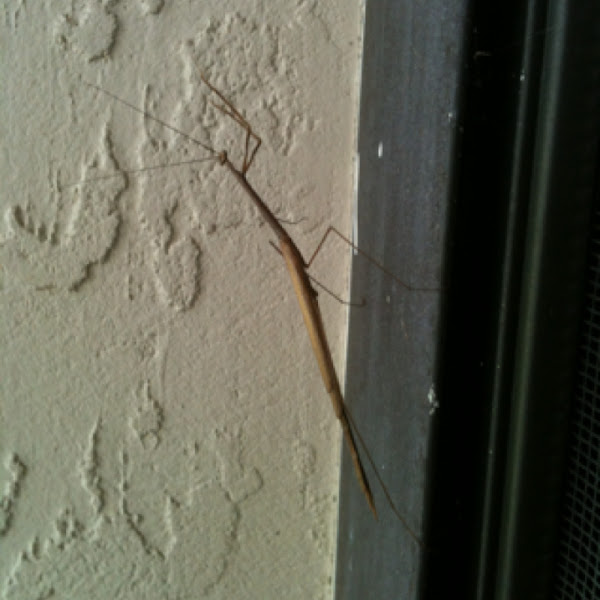 Grass-like Mantid | Project Noah