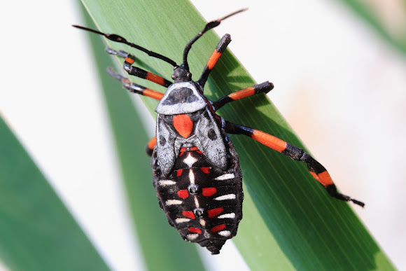 Giant mesquite bug | Project Noah