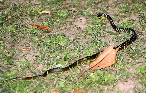 Green Tree Snake | Project Noah