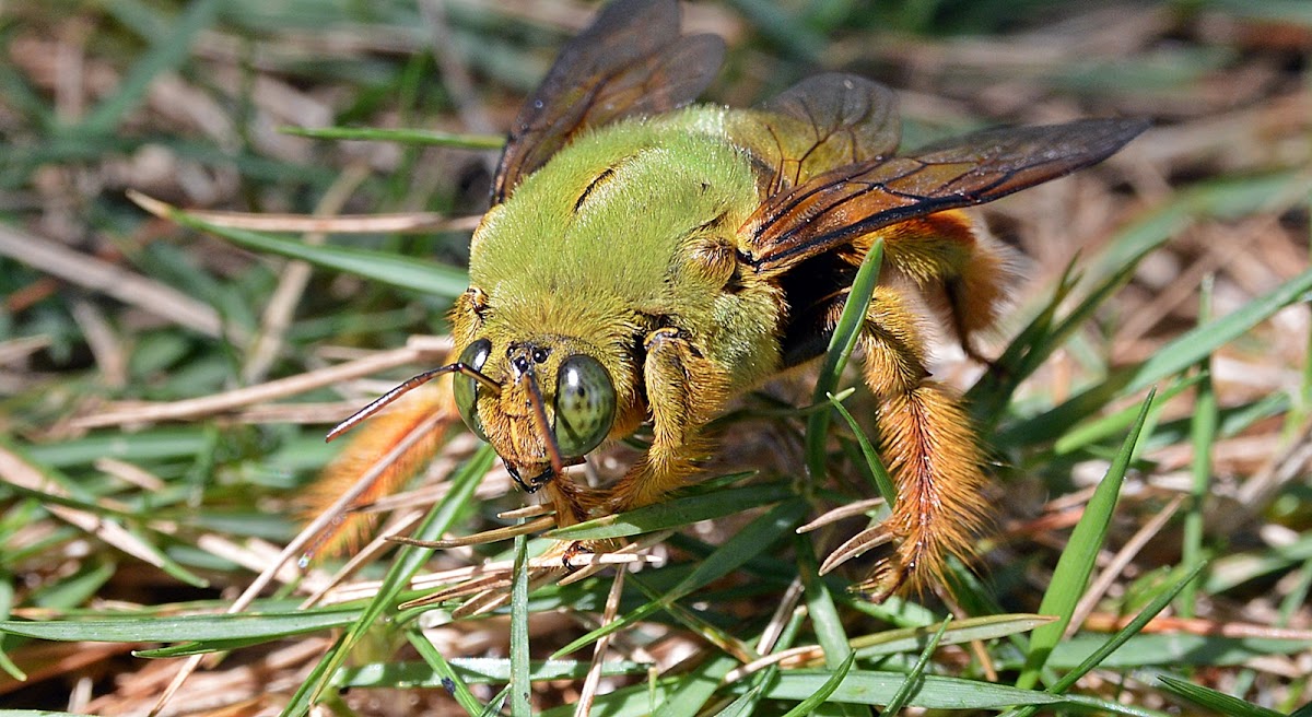 Carpenter bee | Project Noah