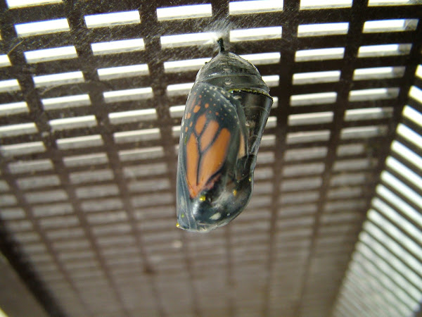 Monarch (chrysalises and adult) | Project Noah