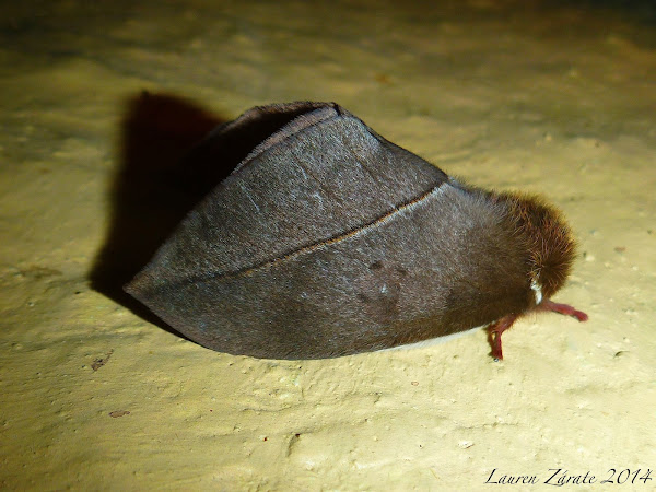 Automeris Moth | Project Noah