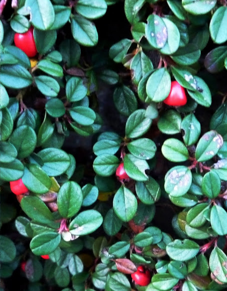 seto bolitas rojas | Project Noah