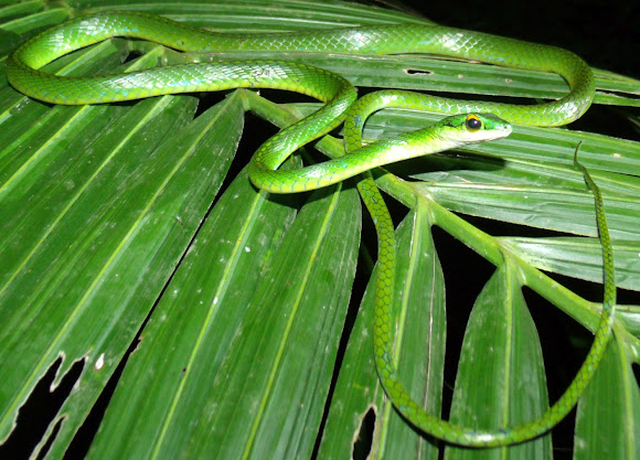 Satiny Parrot Snake | Project Noah
