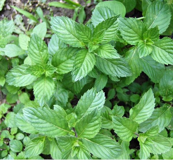 Peppermint/Poprova meta | Project Noah