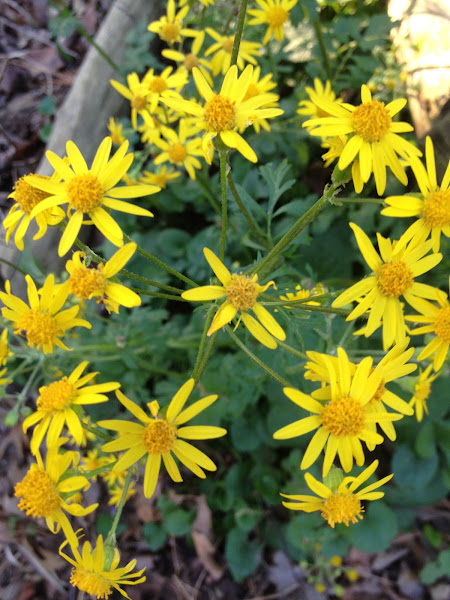 Roundleaf Ragwort | Project Noah