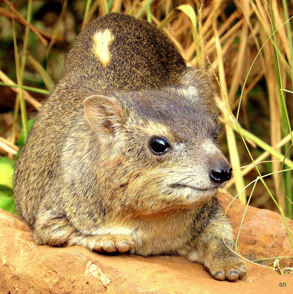 Tree Hyrax | Project Noah