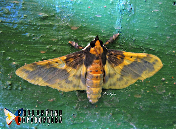 Crambid Moth | Project Noah