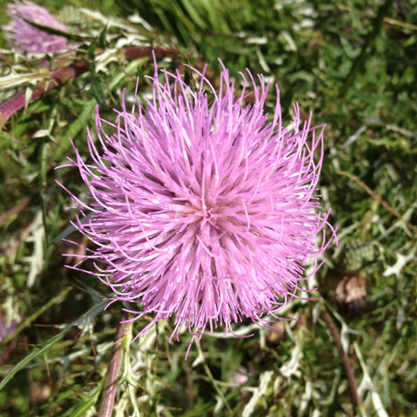 Thistle | Project Noah