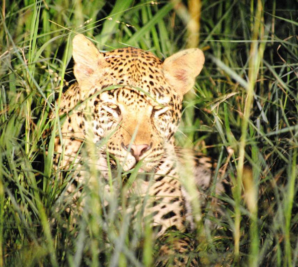 leopard | Project Noah