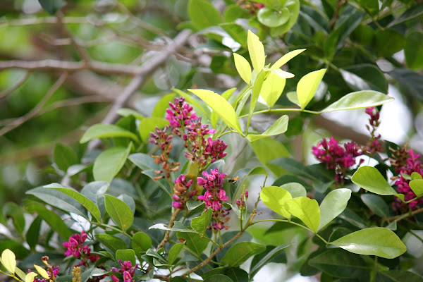 Balché Tree | Project Noah