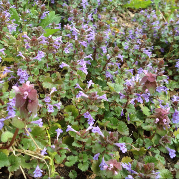 Gill Over The Ground, Ground Ivy | Project Noah
