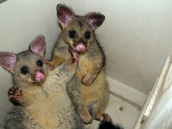 Brushtail Possum | Project Noah