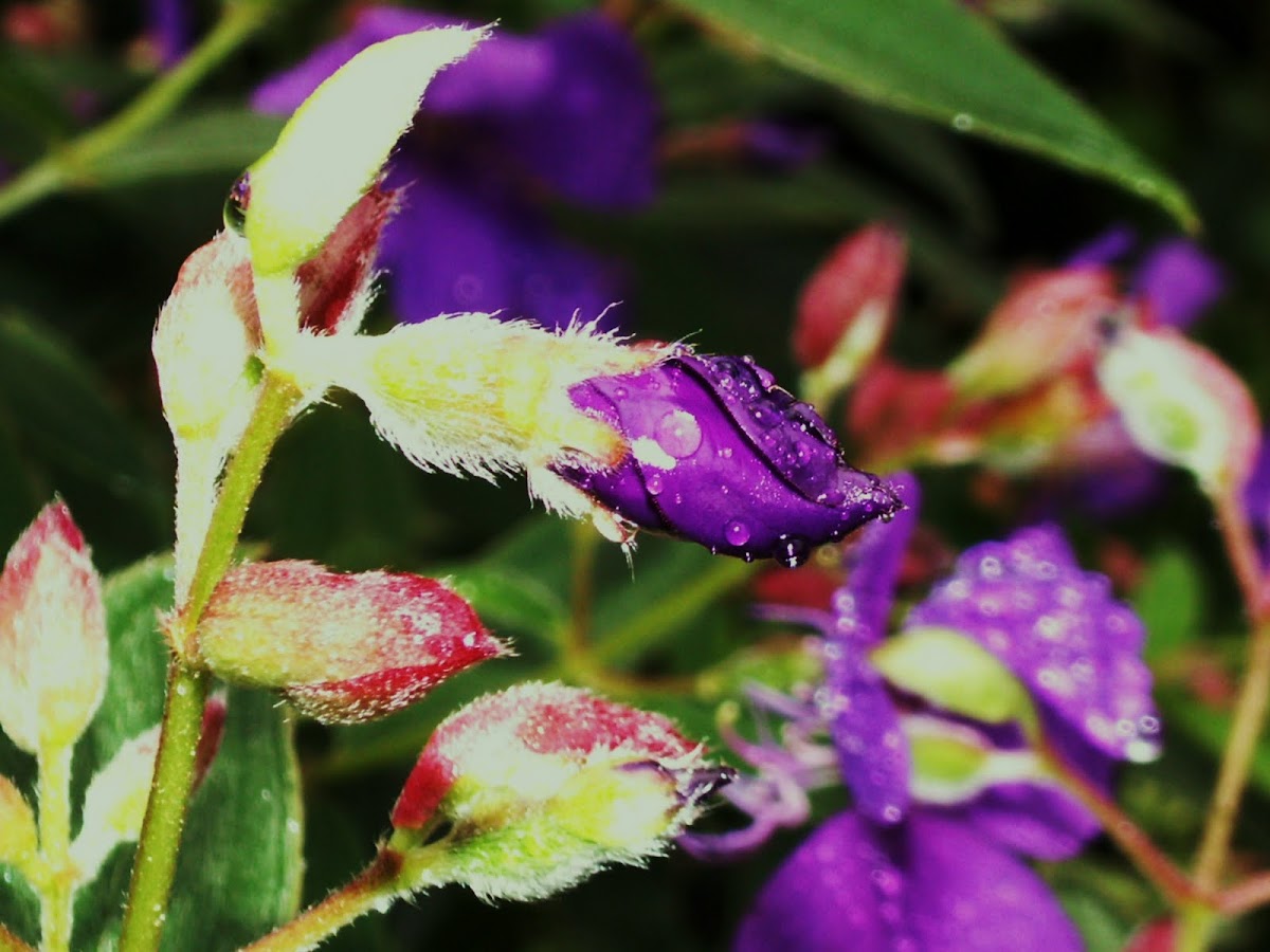 Flor del Principe | Project Noah