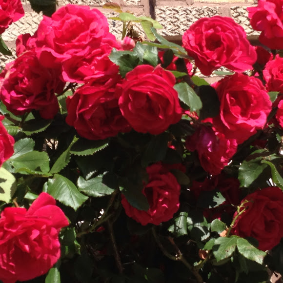 Spotting | Project Noah