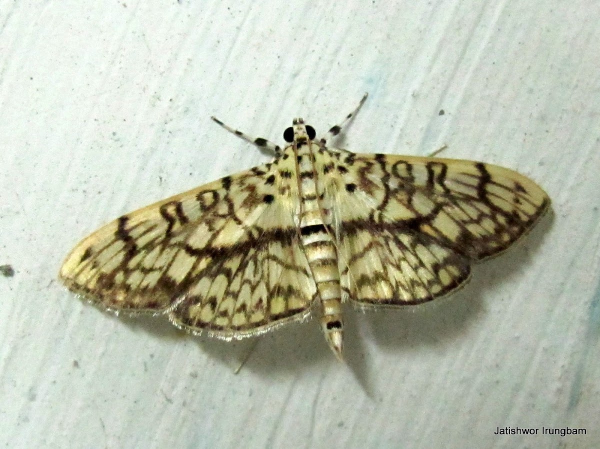 Cotton Leaf Roller | Project Noah