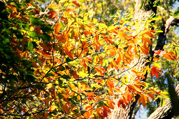 Sassafras | Project Noah