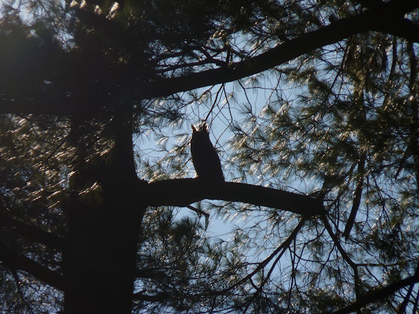 Great Horned Owl | Project Noah