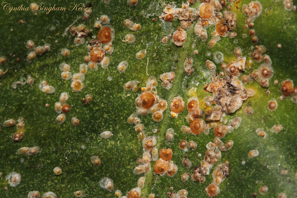 California Red Scale | Project Noah