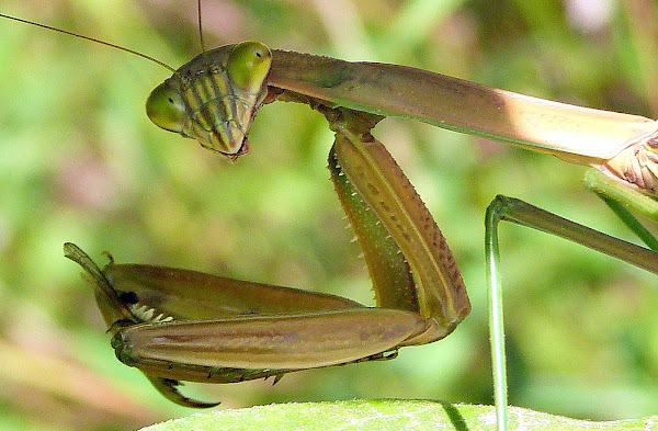Chinese Praying Mantis | Project Noah