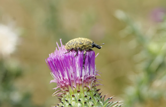 Thistle Weevil | Project Noah