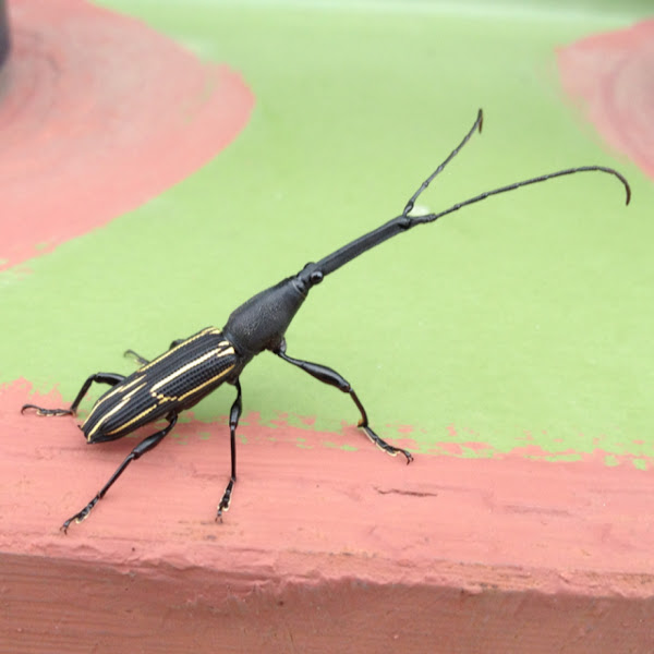 Straight-Snouted Weevil | Project Noah