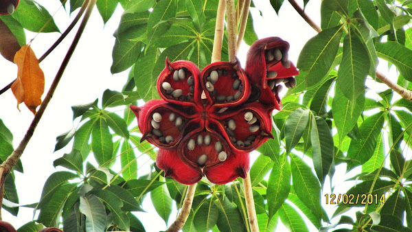 Java Olive, Peon, Poon Tree, Wild Indian Almond, Sterculia nut ...