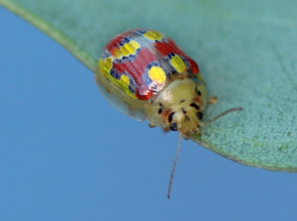 Glorious Leaf Beetle | Project Noah