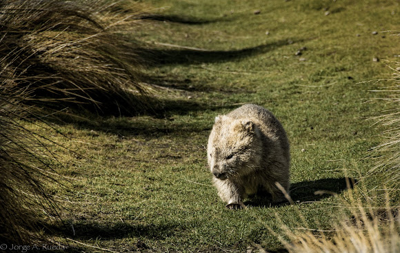 Common Wombat (smaller Flinders Island sub-species of bare-nose wombats) | Project Noah