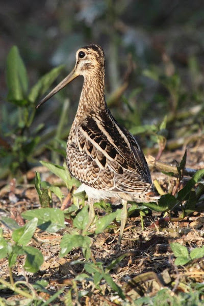 Chinese Snipe | Project Noah