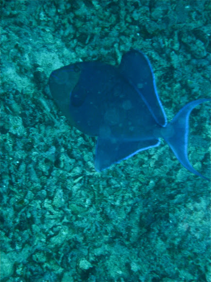 Redtoothed Triggerfish | Project Noah