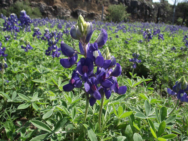 Texas Bluebonnets | Project Noah