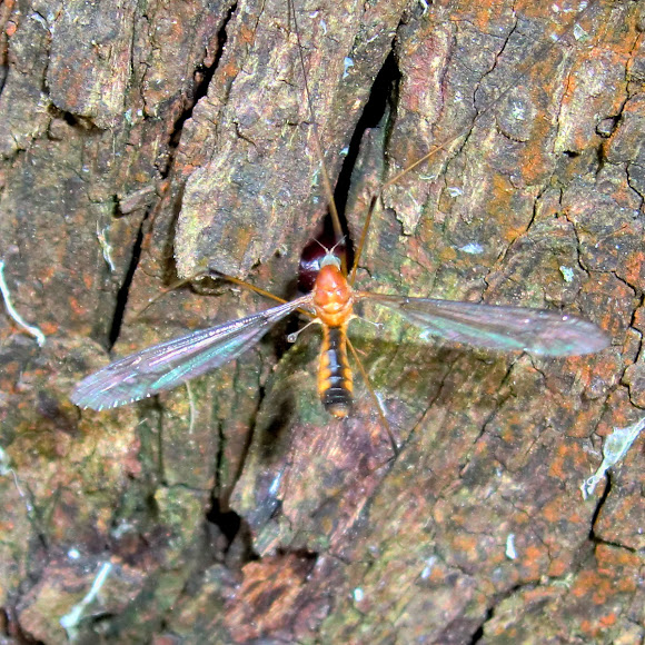 Orange Crane Fly | Project Noah